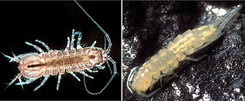 Endemic Isopods - Encyclopedia of Arkansas