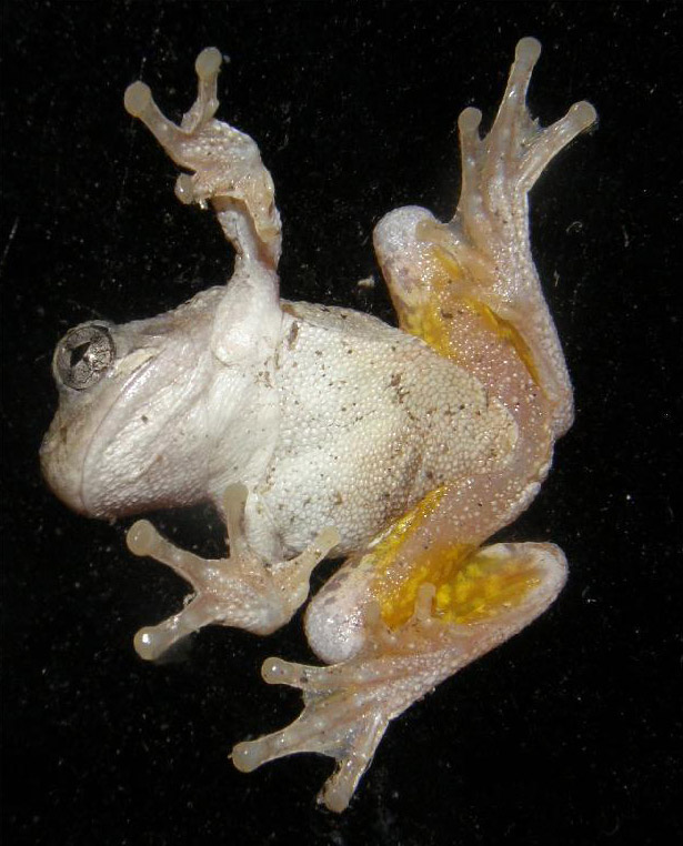 Gray Tree Frog - Encyclopedia of Arkansas