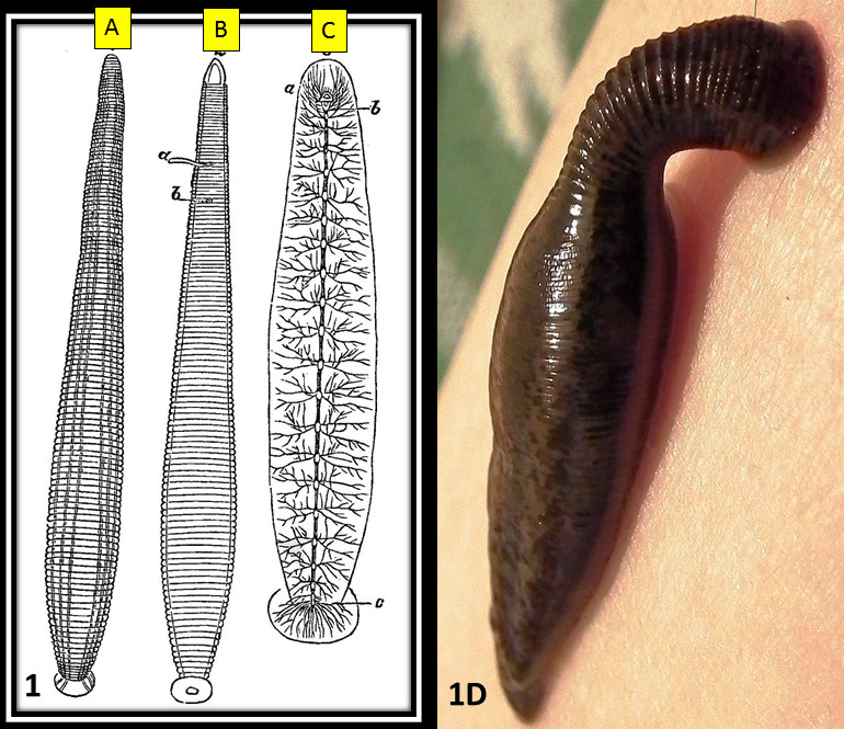 Leeches - Encyclopedia of Arkansas