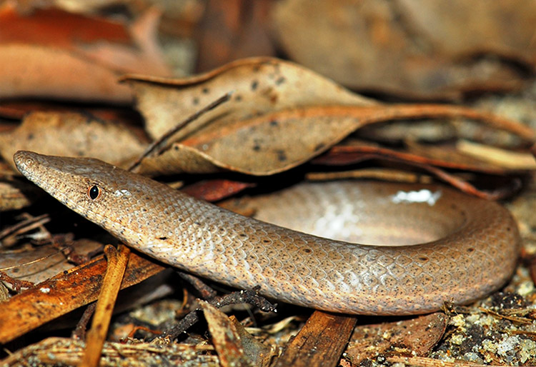 Legless Lizard - Encyclopedia of Arkansas