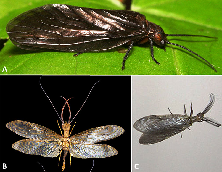 Megaloptera - Encyclopedia of Arkansas