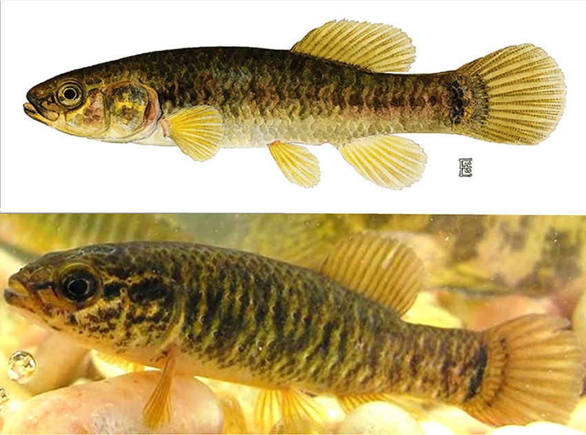 Central Mudminnows - Encyclopedia of Arkansas