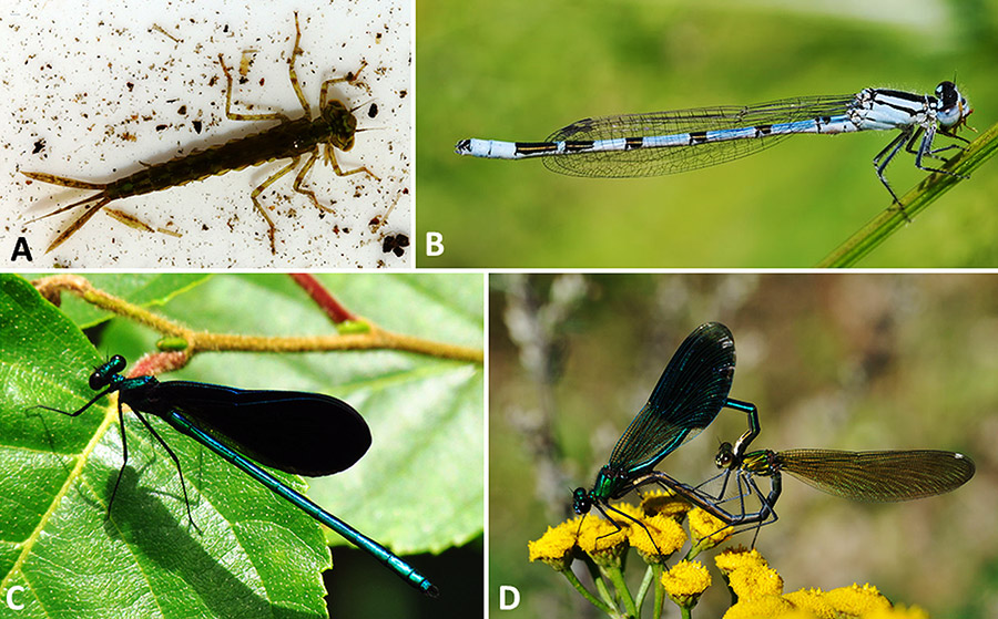 Odonata (a.k.a. Dragonflies and Damselflies) - Encyclopedia of Arkansas