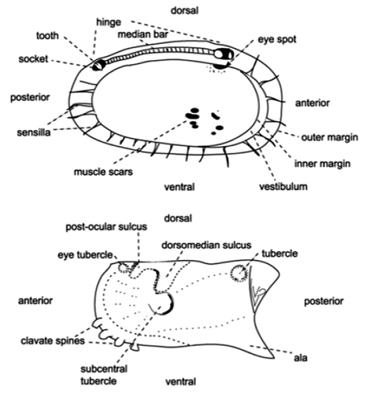 Ostracod Valve Features - Encyclopedia of Arkansas