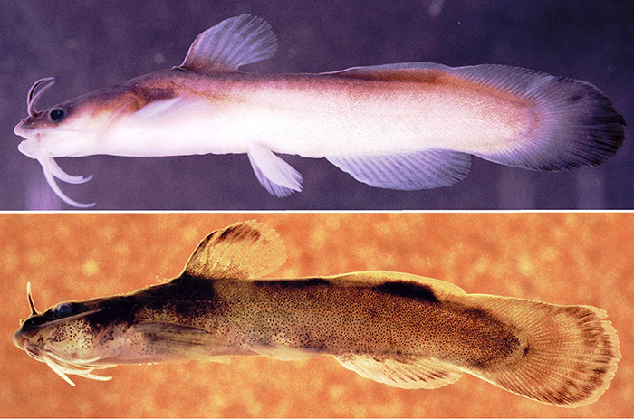 Endemic Madtoms - Encyclopedia of Arkansas