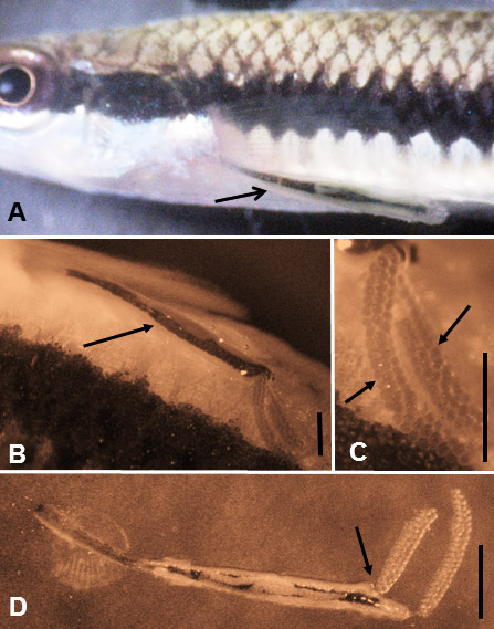 Parasitic Crustaceans - Encyclopedia of Arkansas