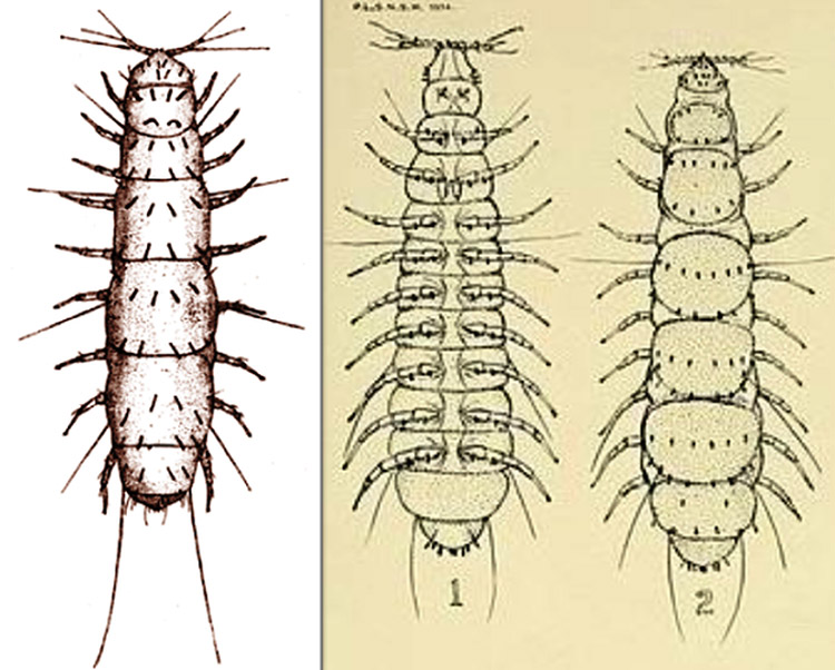 Pauropods Anatomical Structures - Encyclopedia of Arkansas