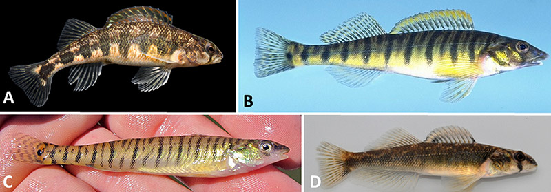 Various Darters - Encyclopedia of Arkansas