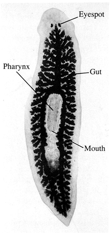 Planarian - Encyclopedia of Arkansas