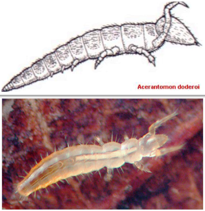 Proturans - Encyclopedia of Arkansas