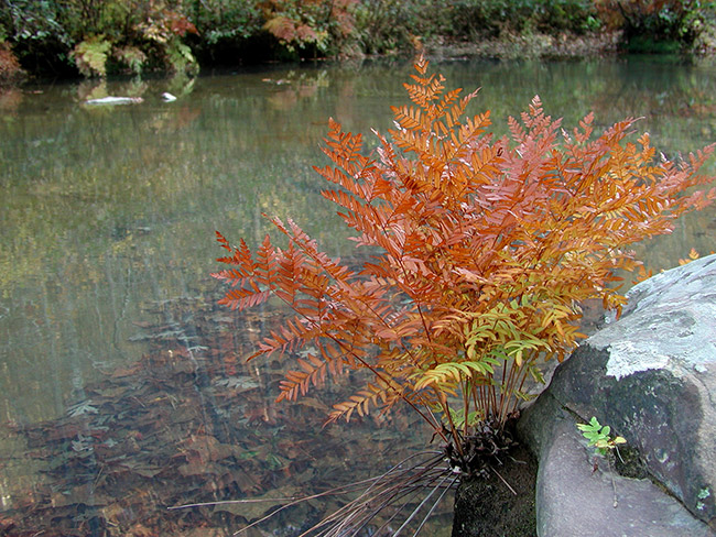 Ferns - Encyclopedia of Arkansas