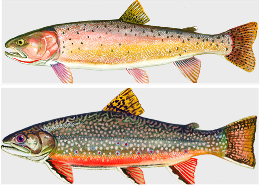Salmonids - Encyclopedia of Arkansas