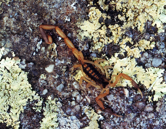 Striped Bark Scorpion - Encyclopedia of Arkansas