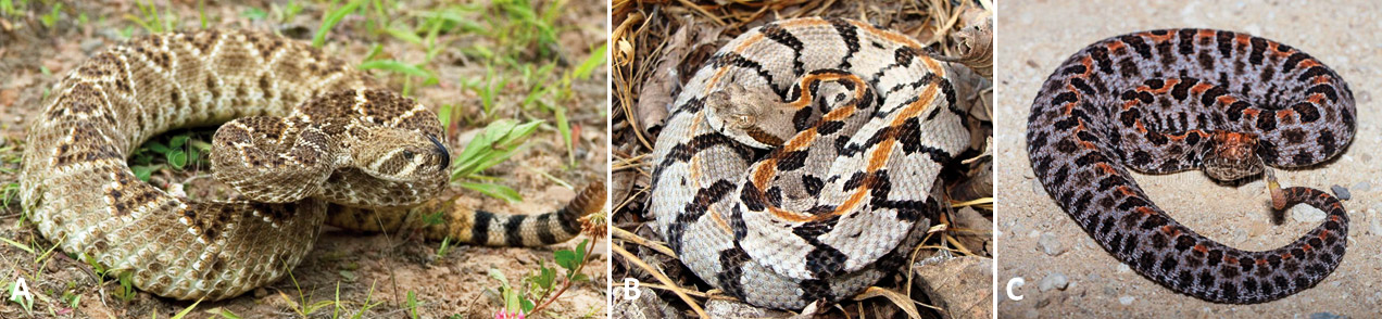 Poisonous Snakes - Encyclopedia of Arkansas