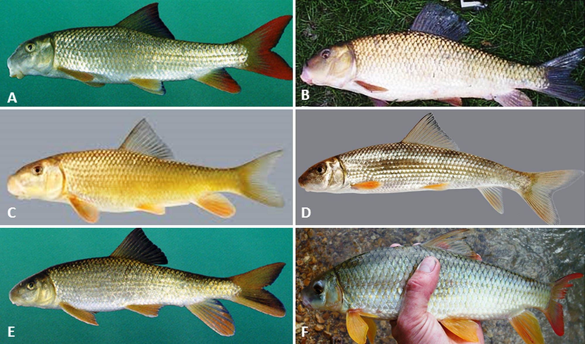 Suckers (a.k.a. Catostomid Fishes) - Encyclopedia of Arkansas