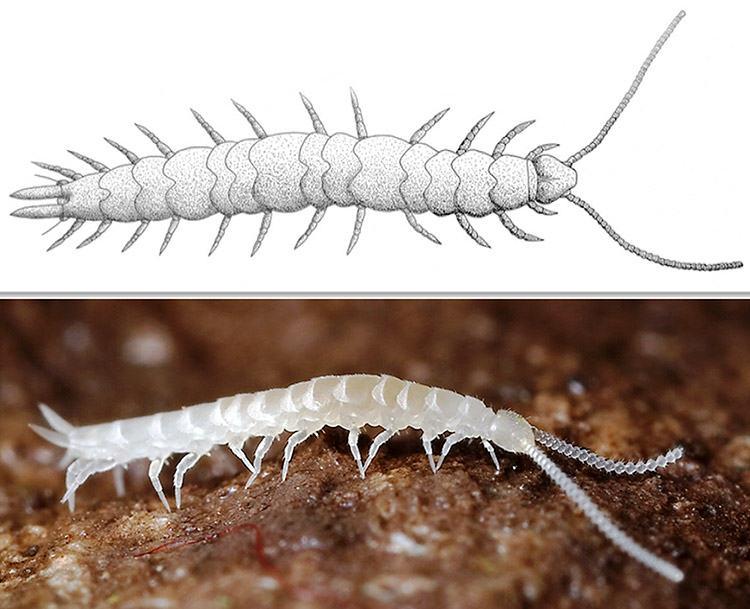 Symphylans - Encyclopedia of Arkansas