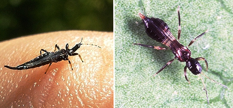 Thrips - Encyclopedia of Arkansas