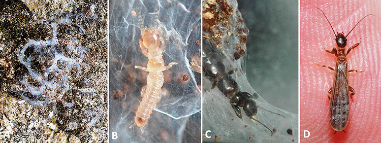 What kind of spider might've made these webs? : r/Entomology