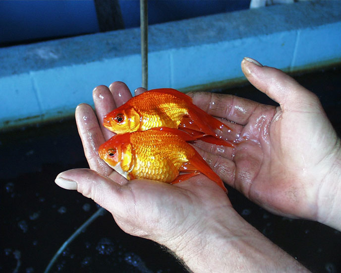 Goldfish, Fan-tailed - Encyclopedia of Arkansas
