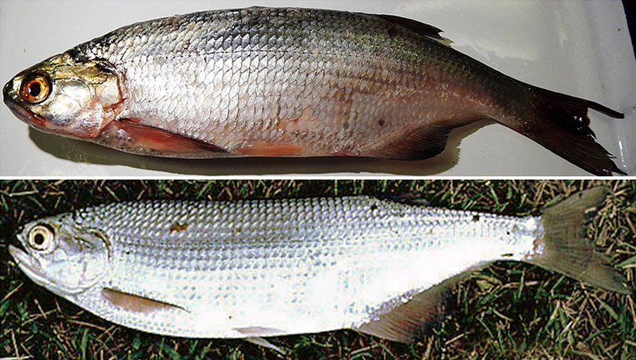 Goldeyes and Mooneyes - Encyclopedia of Arkansas