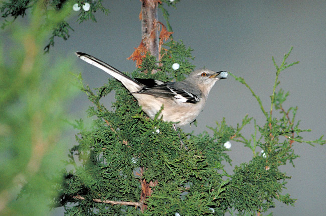 Official State Bird: Mockingbird - Encyclopedia of Arkansas