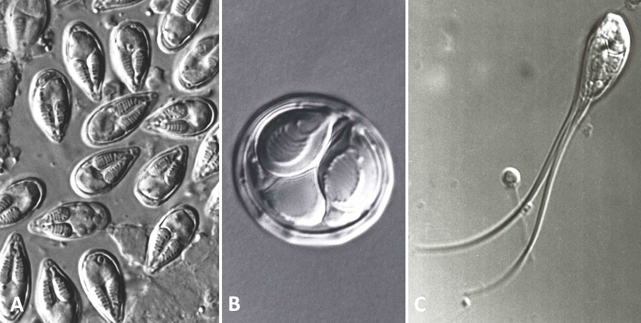 Myxozoans - Encyclopedia of Arkansas