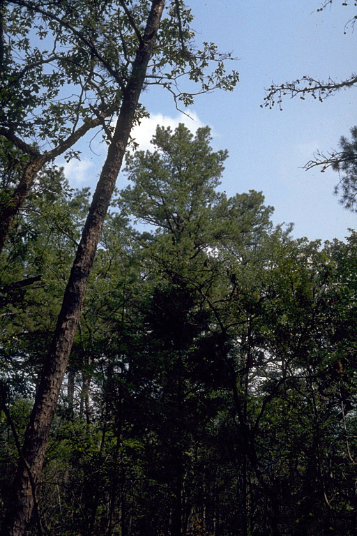 Southern Shortleaf Pine - Encyclopedia of Arkansas