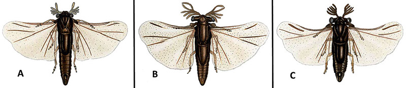 Strepiptera - Encyclopedia of Arkansas