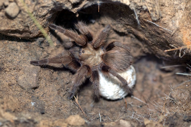 Tarantula with Egg Sac - Encyclopedia of Arkansas