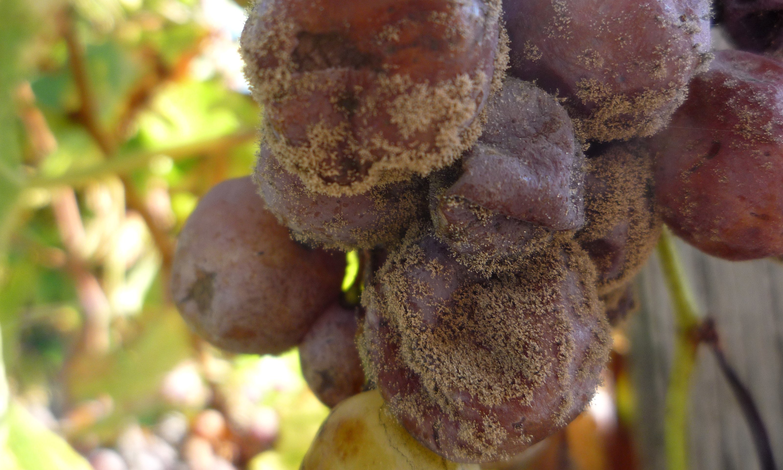 ETS Laboratories - Wine Analysis