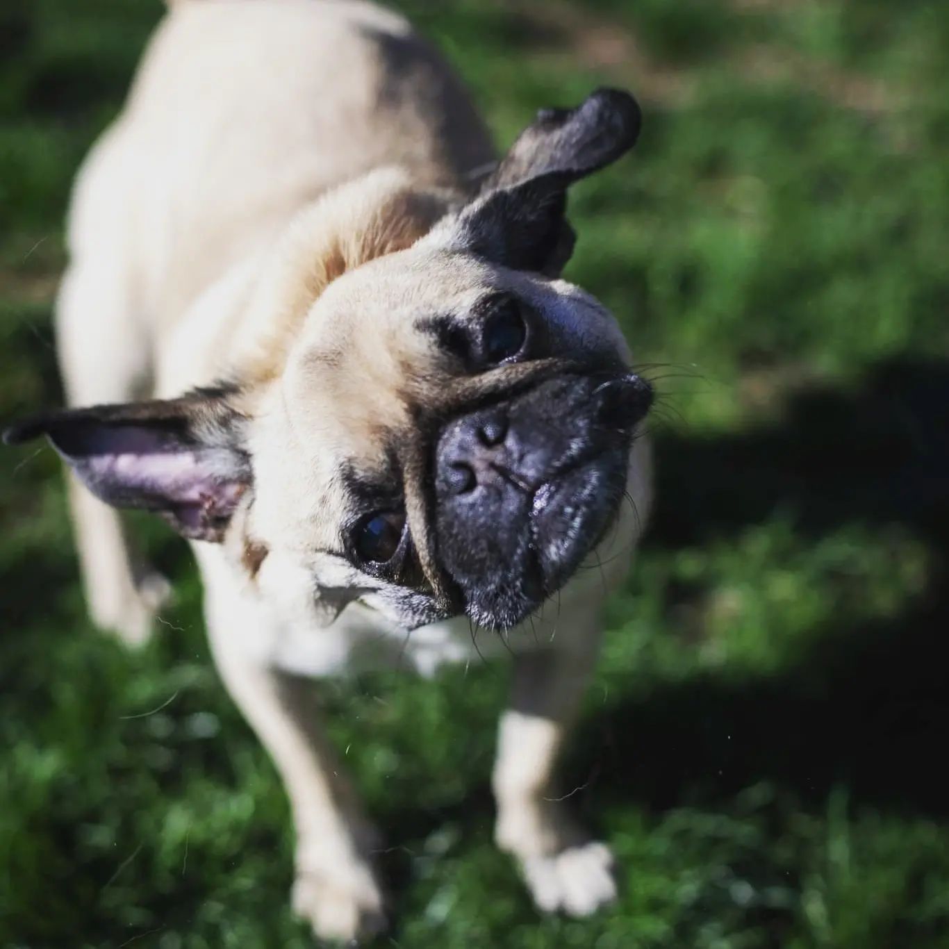 Pugnacious PRoNE | Powered By GiveSmart