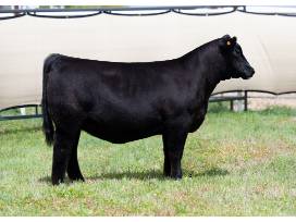 T/R Cattle Co | Powered By GiveSmart