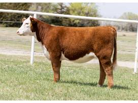 Kolt Cattle Co | Powered By GiveSmart