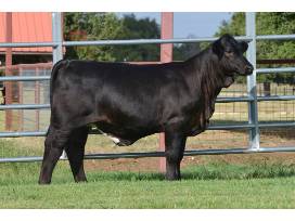 Texas Royal Beefmaster | Powered By GiveSmart