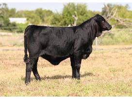 Double Diamond Cattle | Powered By GiveSmart