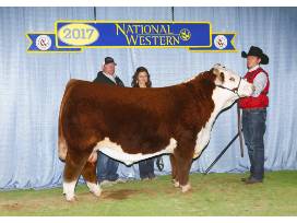 Showtime Cattle Co | Powered By GiveSmart