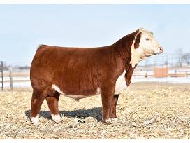 Showtime Cattle Co | Powered By GiveSmart
