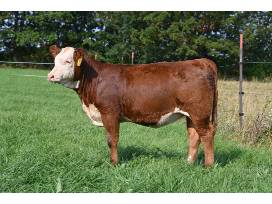 Lamb Bros. | Powered By GiveSmart