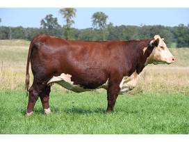 Lamb Bros. | Powered By GiveSmart