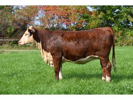 Lamb Bros. | Powered By GiveSmart