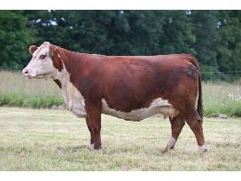 Lamb Bros. | Powered By GiveSmart