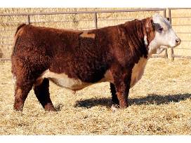 Hopkins Ranch | Powered By GiveSmart