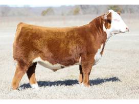 Hopkins Ranch | Powered By GiveSmart