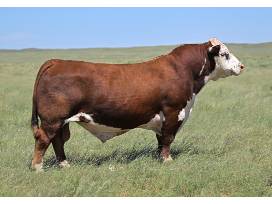 Perez Cattle Co | Powered By GiveSmart