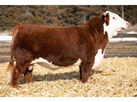 Perez Cattle Co | Powered By GiveSmart