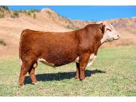 Hopkins Ranch | Powered By GiveSmart