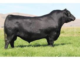 Southern Cattle Co | Powered By GiveSmart