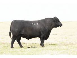 Southern Cattle Co | Powered By GiveSmart