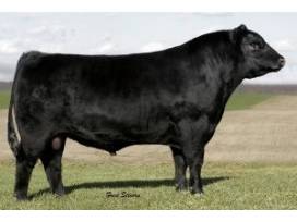 Southern Cattle Co | Powered By GiveSmart