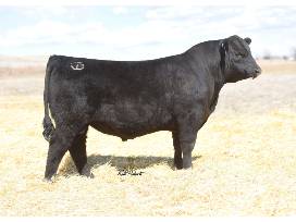 Southern Cattle Co | Powered By GiveSmart